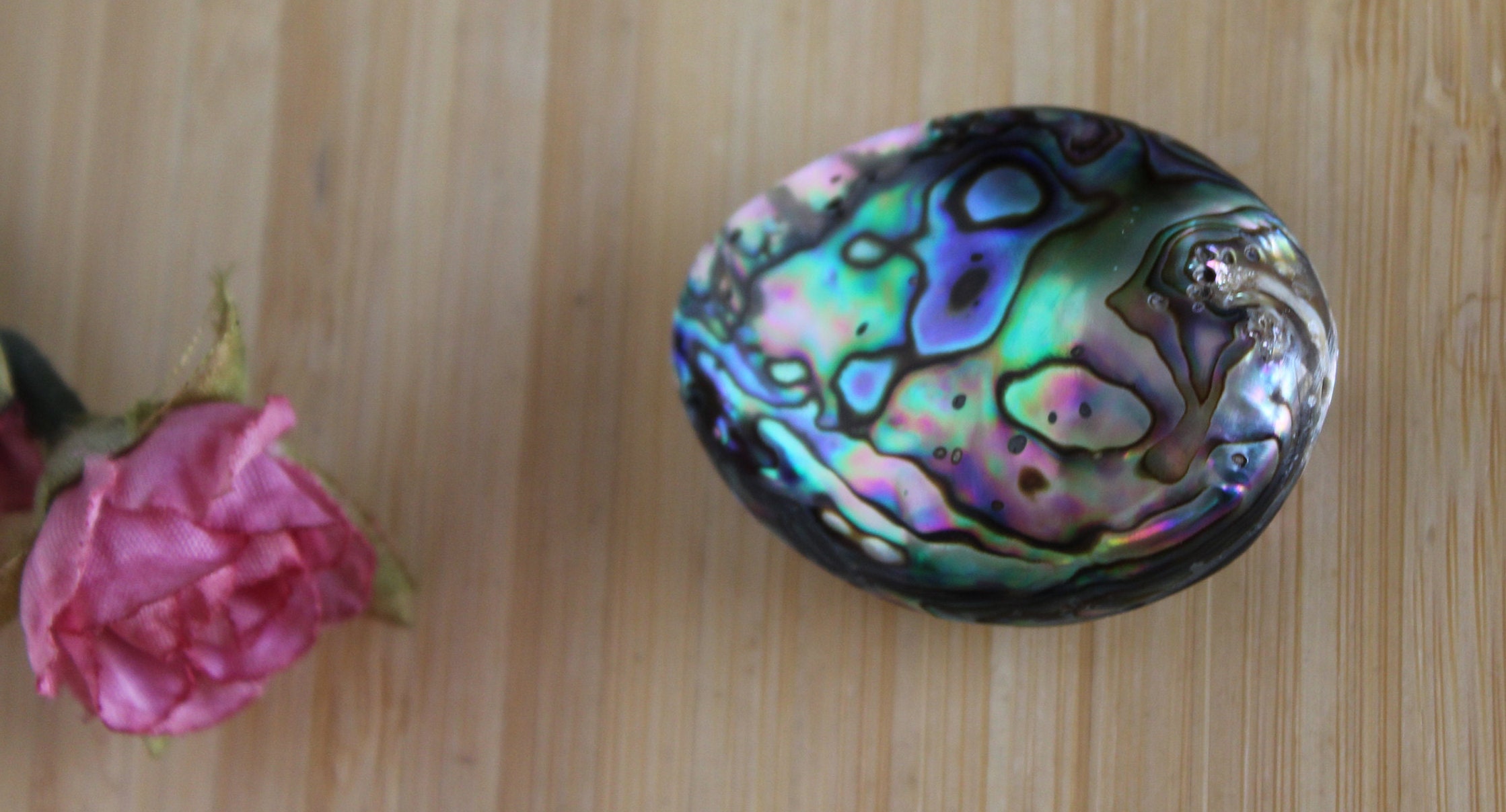 Beautiful Abalone Shells 3 Sizes From 25mm to 37mm Verticle | Etsy