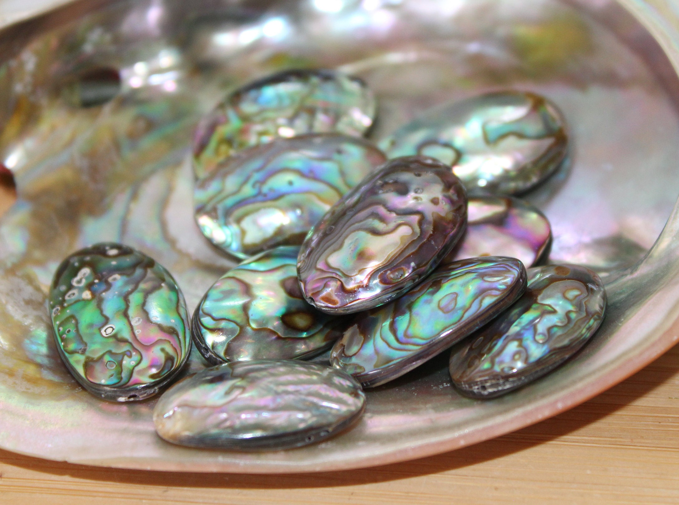 Beautiful Abalone Shells 3 Sizes From 25mm to 37mm Verticle | Etsy