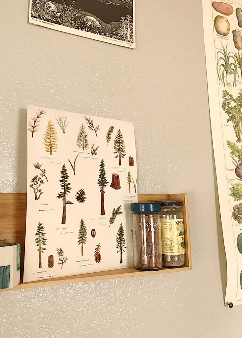 Pacific Northwest Evergreen Trees Botanical Drawing | Etsy