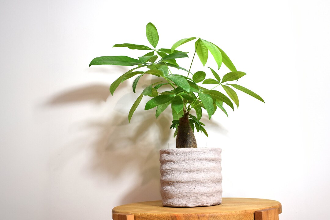 Modern Stone Planter Japandi Decor Concrete Plant Pot - Etsy