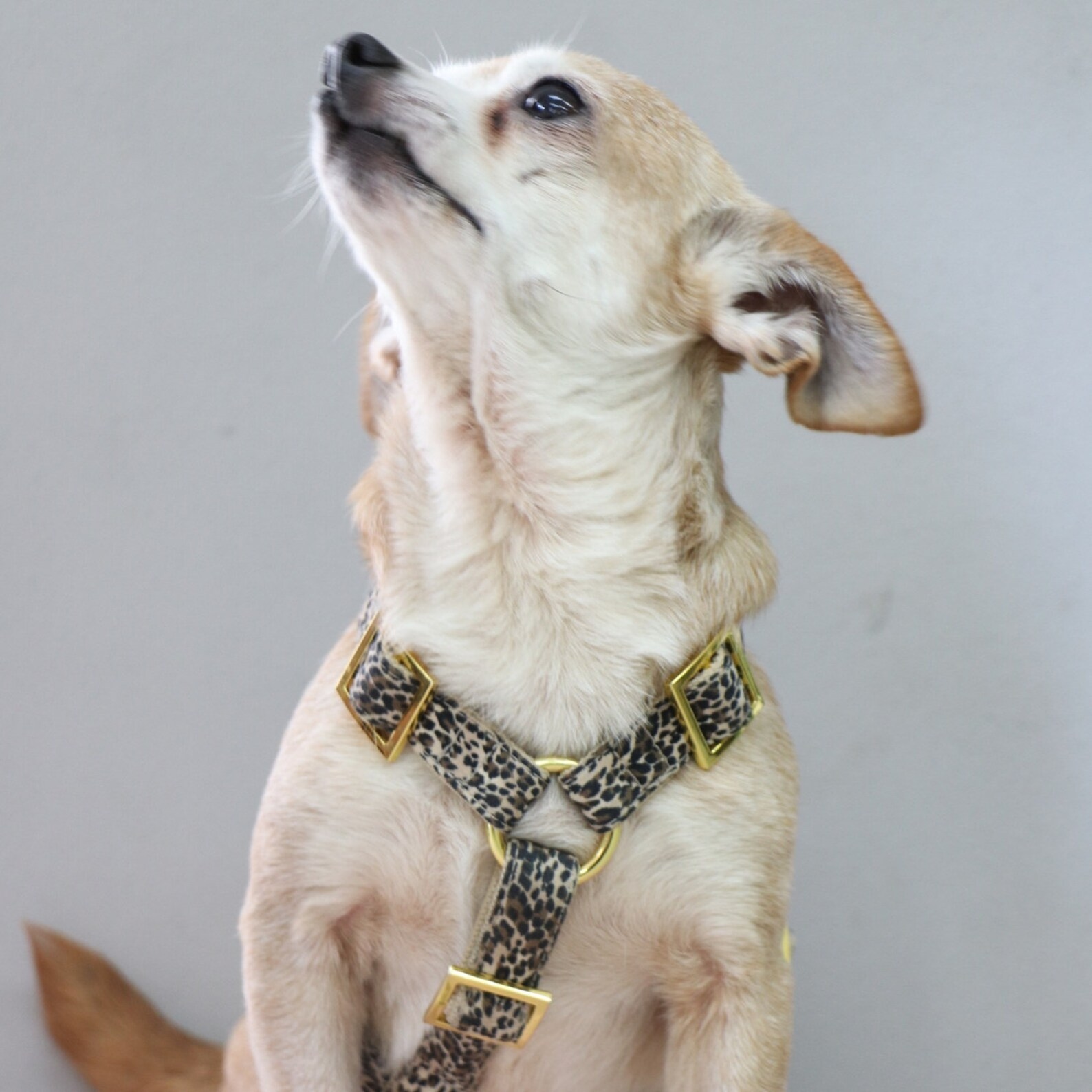 Stylish Dog Harness WILD LIFE - Leopard Print - Handmade in Germany ...
