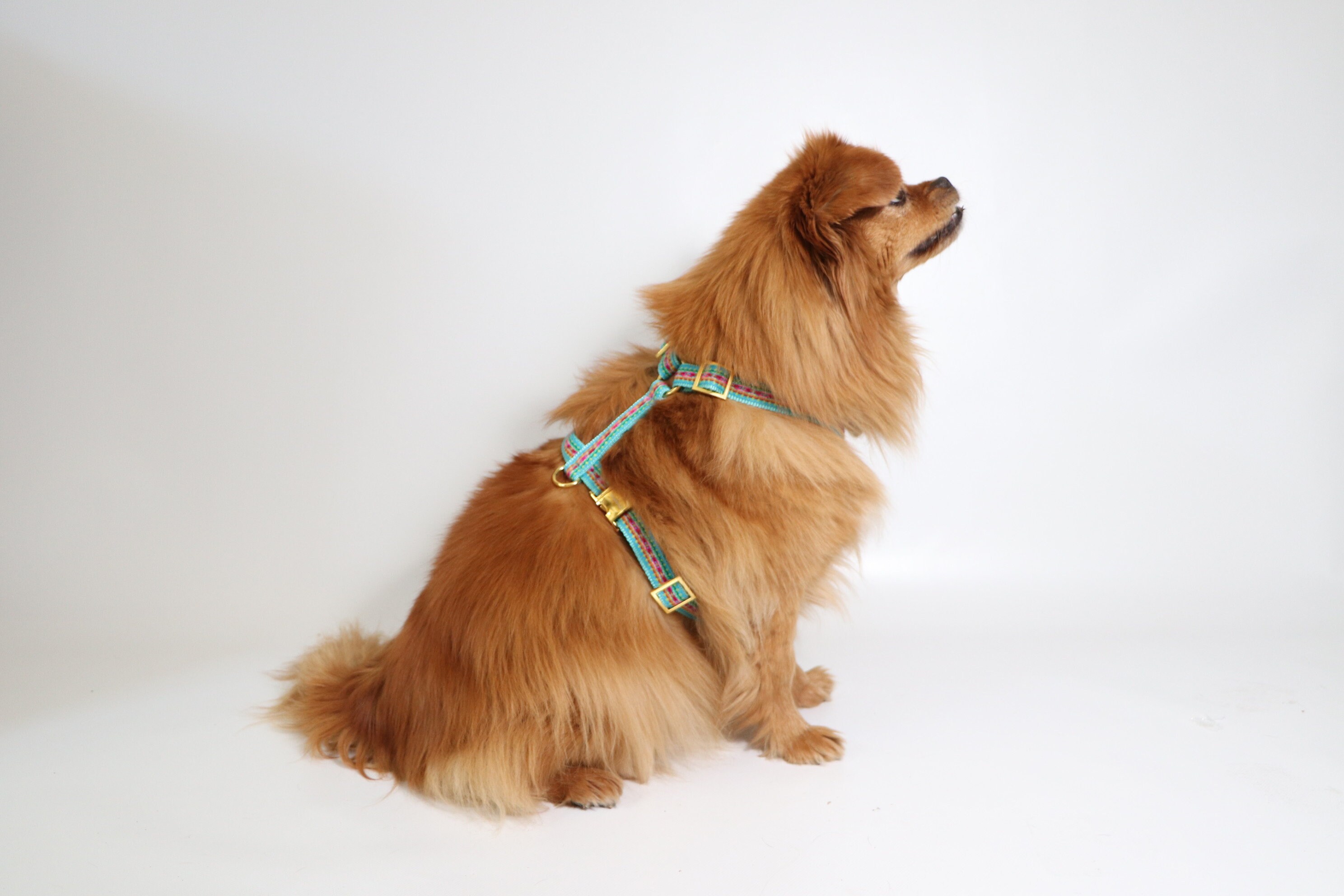 Designer Dog Harness IBIZA Mint Designer Dog Harness With - Etsy