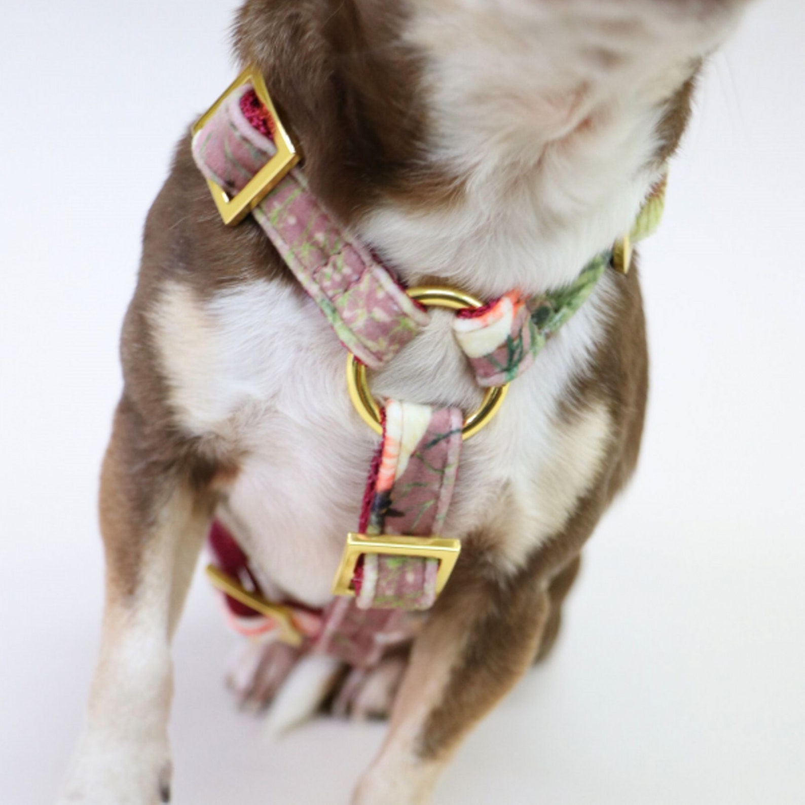 Chic Dog Harness EDEN DAWN Elegant and Stylish Dog Harness - Etsy