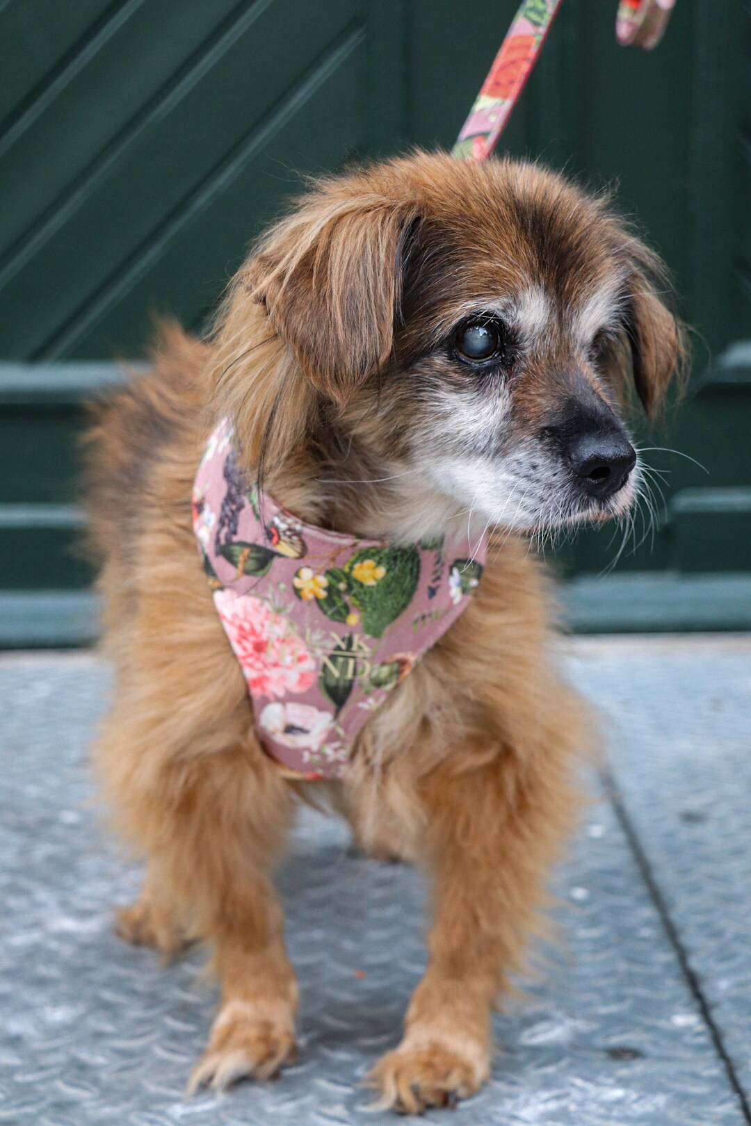 Dog Soft Harness EDEN DAWN Designer Piece With Rose Gold Hardware - Etsy