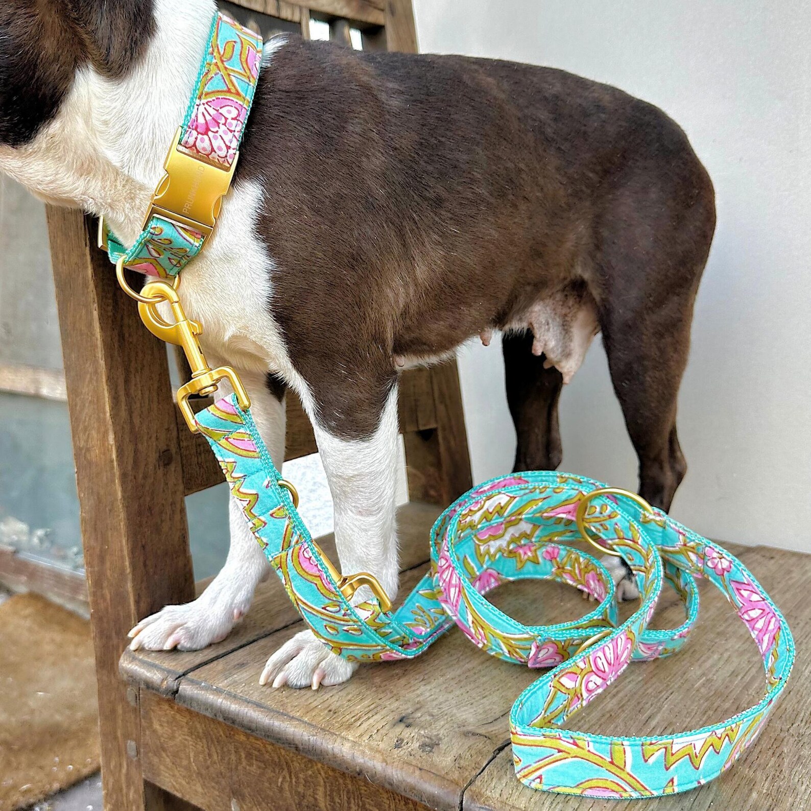 GOA Aqua Dog Collar for Small to Big Dogs & Puppies - Handmade in ...