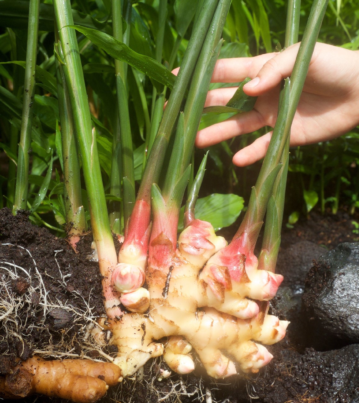 Ginger Root - Etsy Ginger Root - Etsy