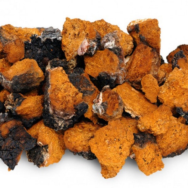 Chaga Mushroom - Etsy