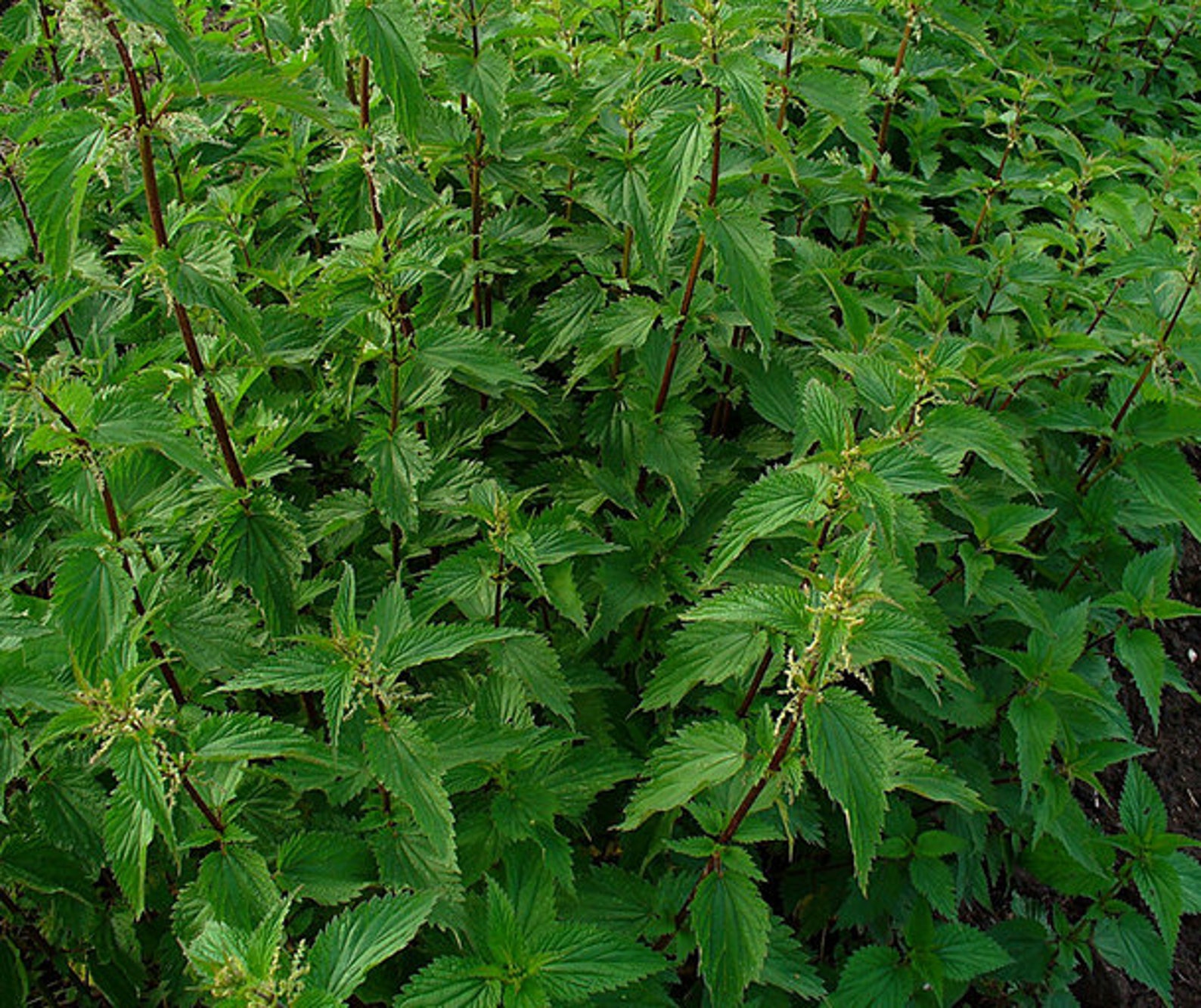 Nettle Root | Etsy