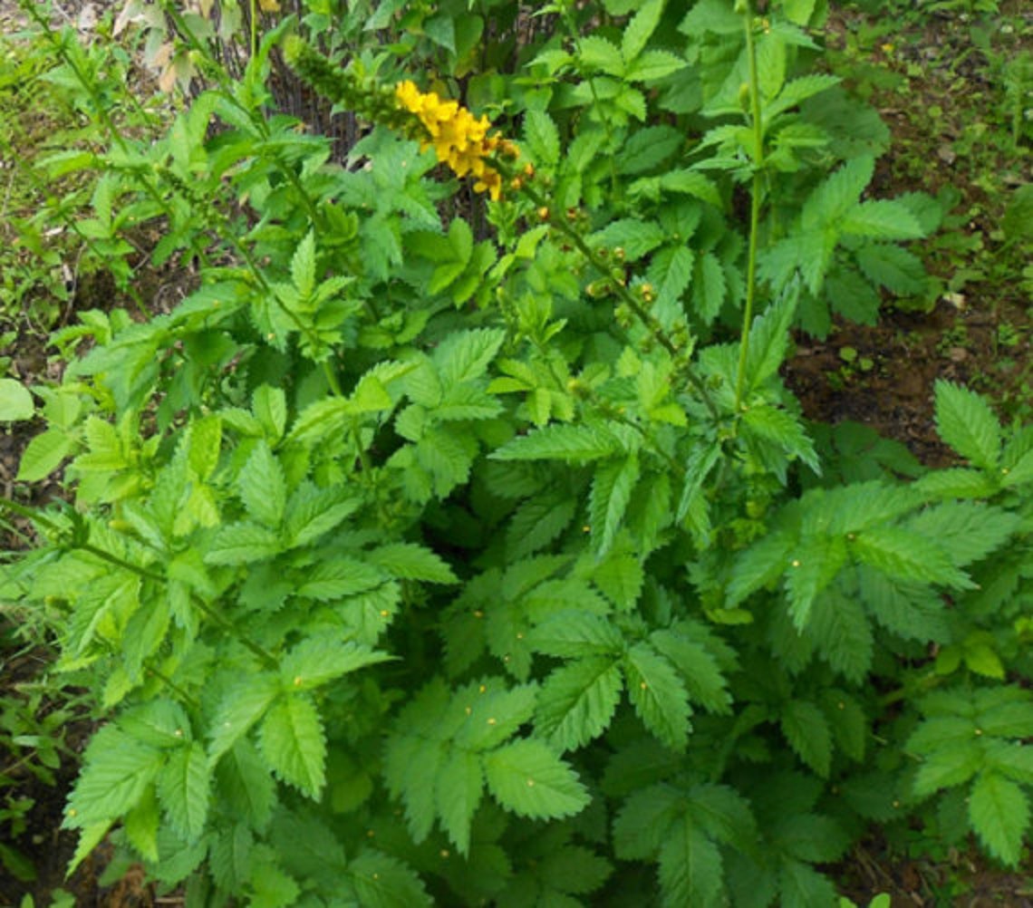 Agrimony Herb - Etsy