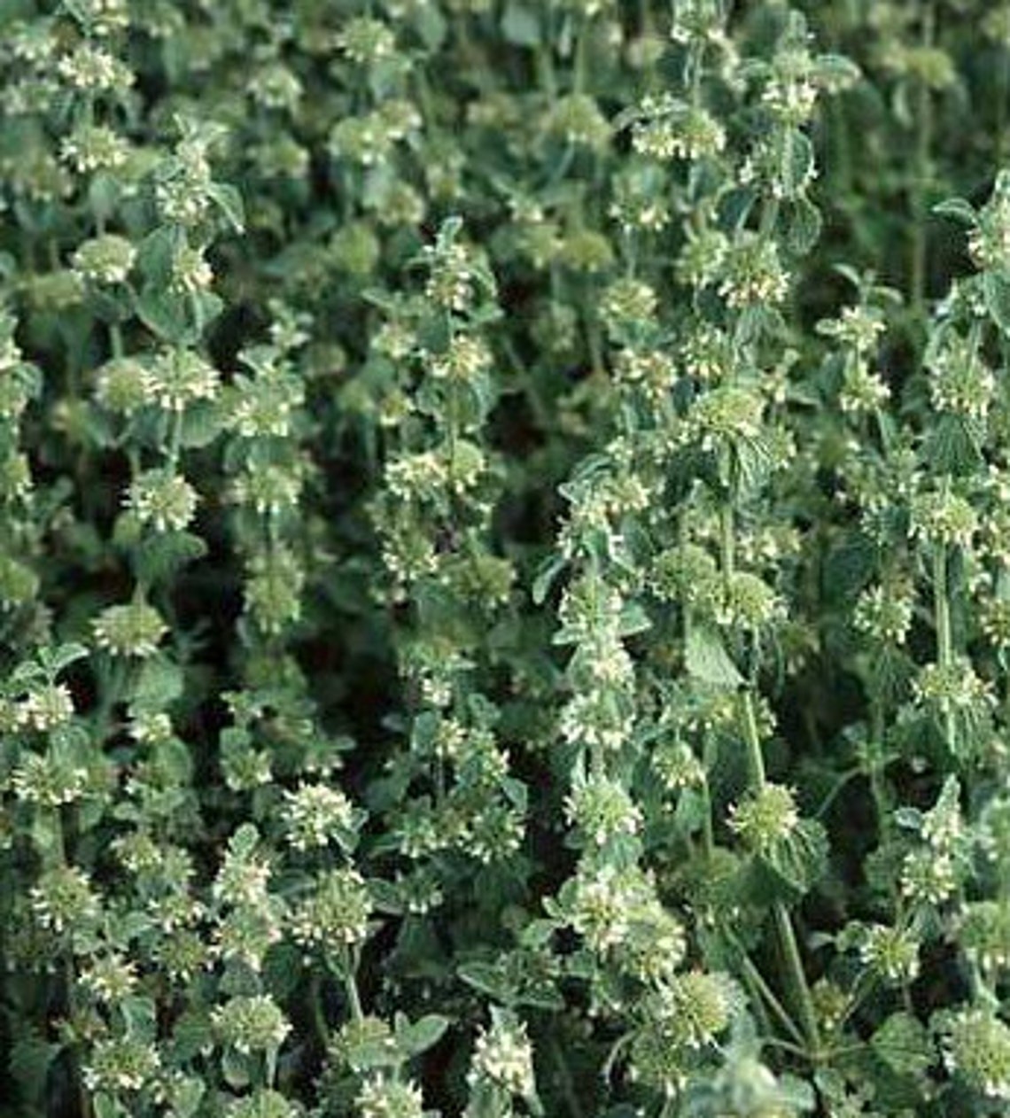Horehound Herb - Etsy