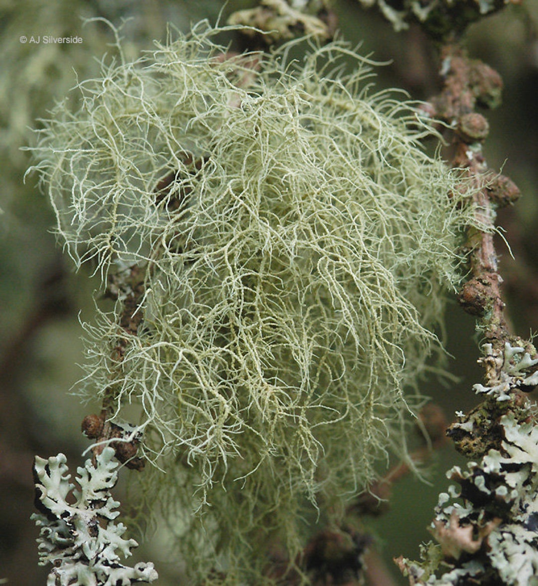 Usnea Lichen - Etsy