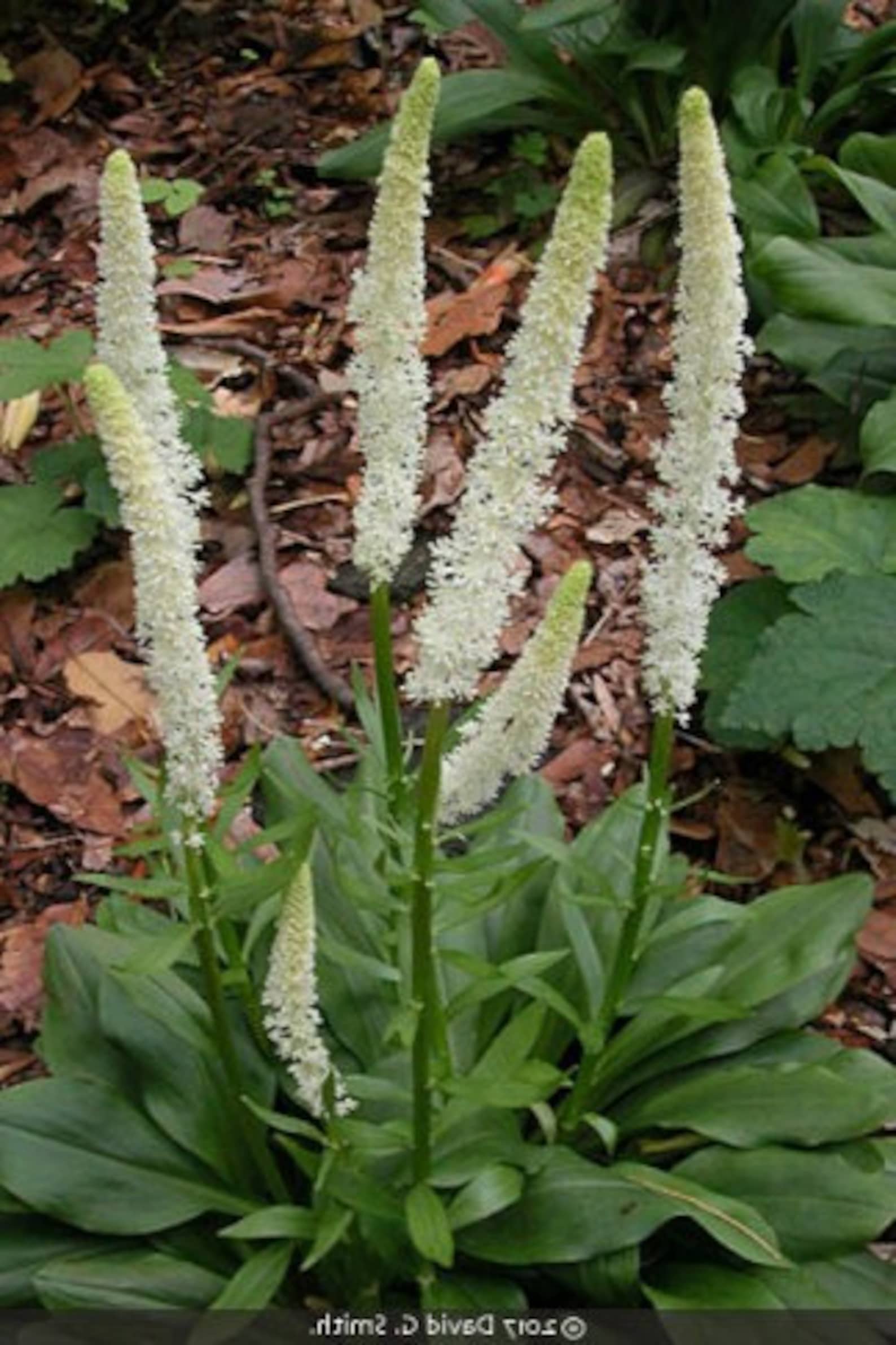 False Unicorn Root Powder | Etsy