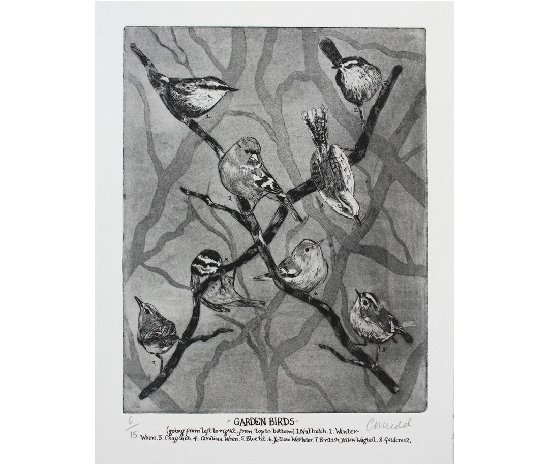 Birds Etching-bird Print- Bird Art -drawing of Birds -garden Birds ...