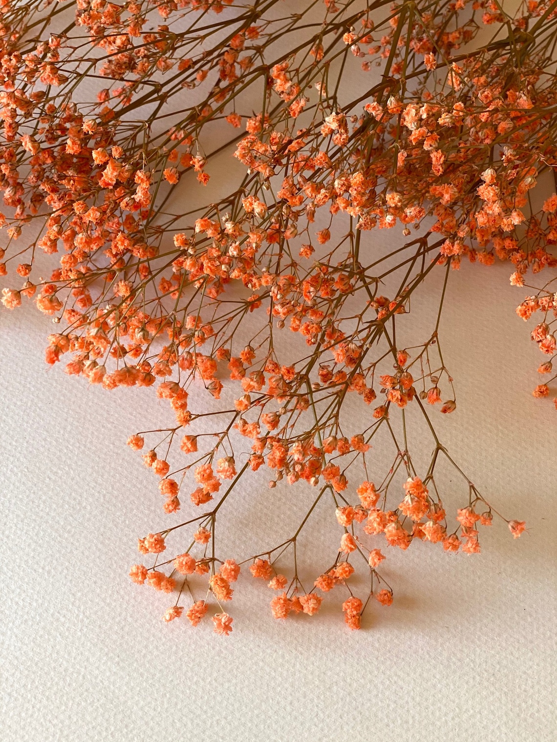Orange Preserved Gypsophila/gypsophile Préservé Orangé | Etsy UK