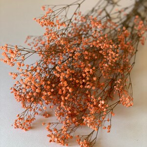 Orange Preserved Gypsophila/gypsophila Preserved Orange - Etsy UK