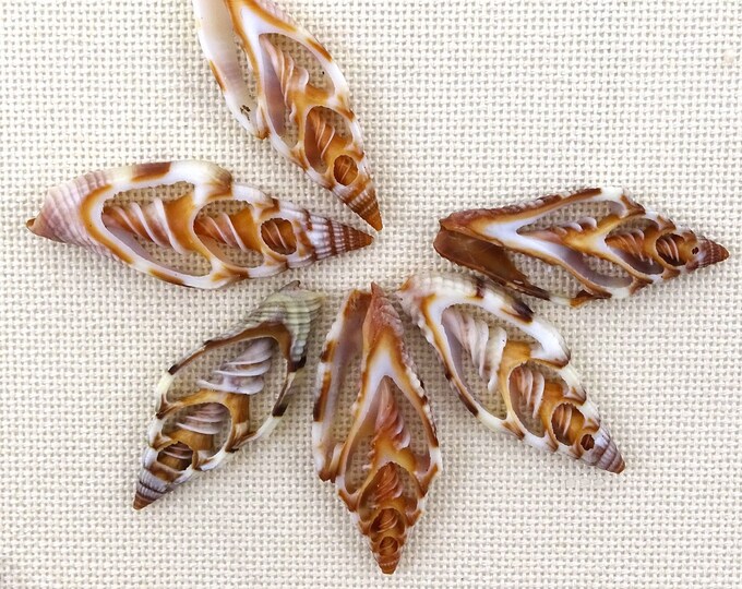 Red Orange Mitra Shell Skeleton Slices32-40mm L5 Pcs. 36-S332 - Etsy