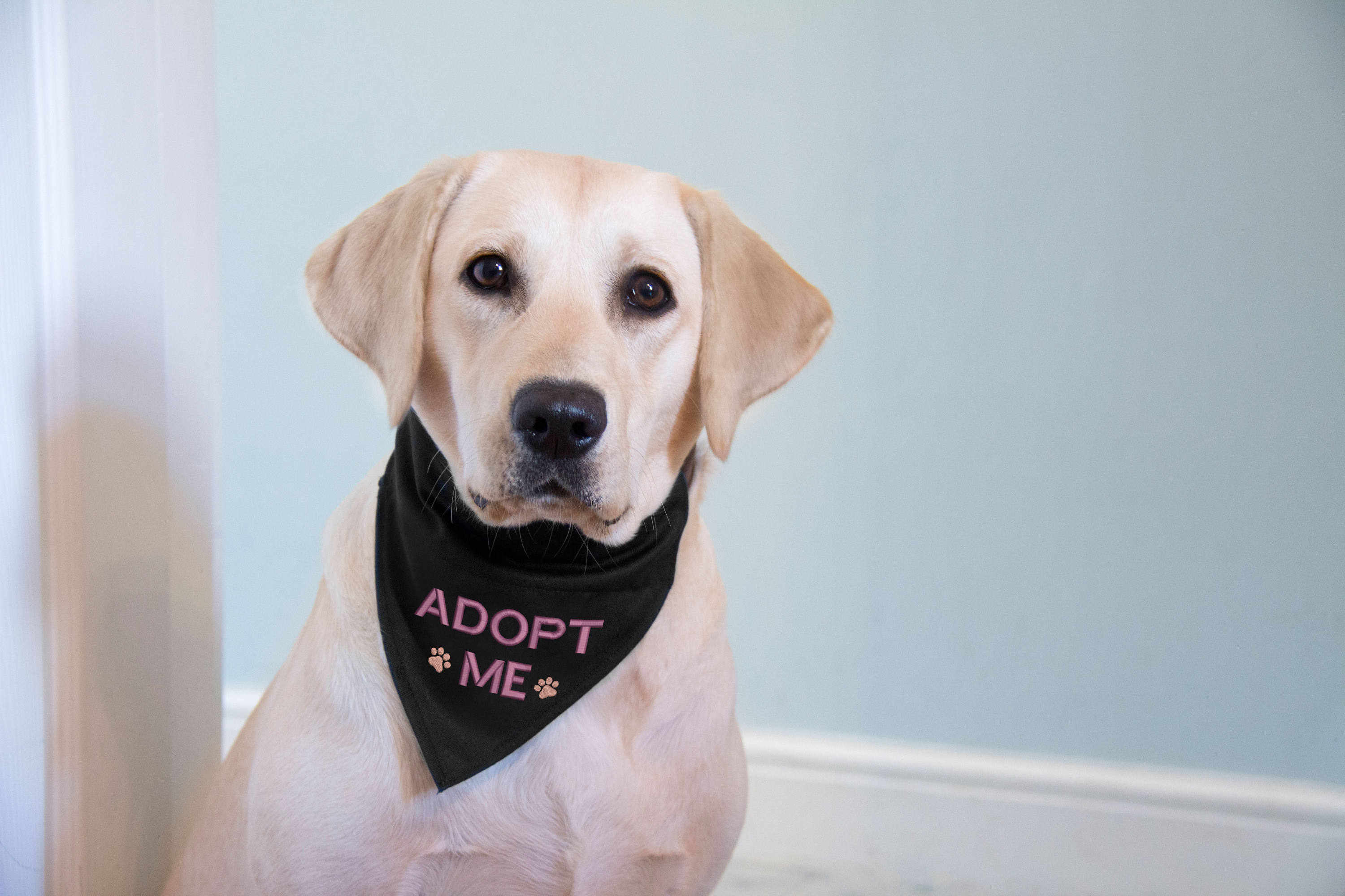 Adopt Me Dog Bandana Adopt Me Dog Clothing Over the Collar Bandana Adopt Me Dog Scarf Dog Clothing Red Navy Black Etsy UK