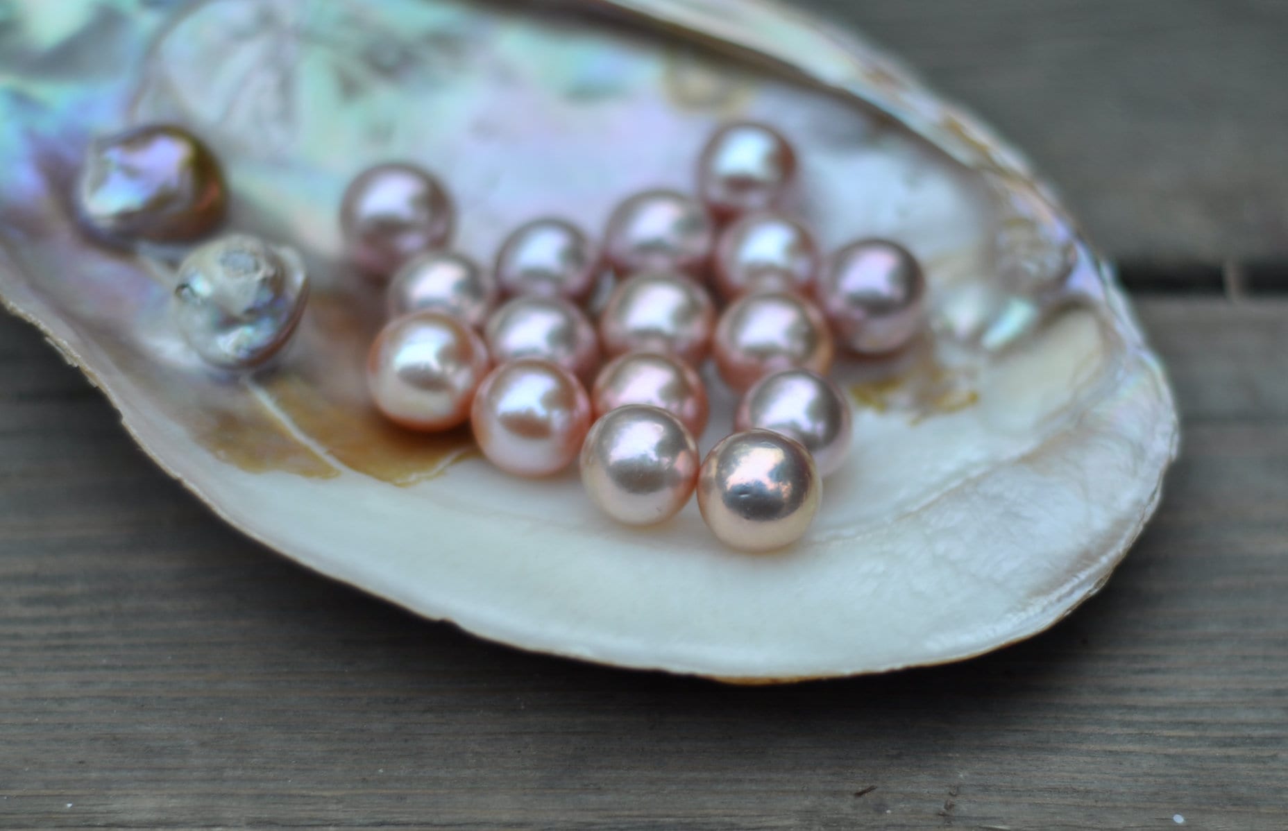 13-14mm Pink/Purple color Edison pearl earringsgenuine | Etsy