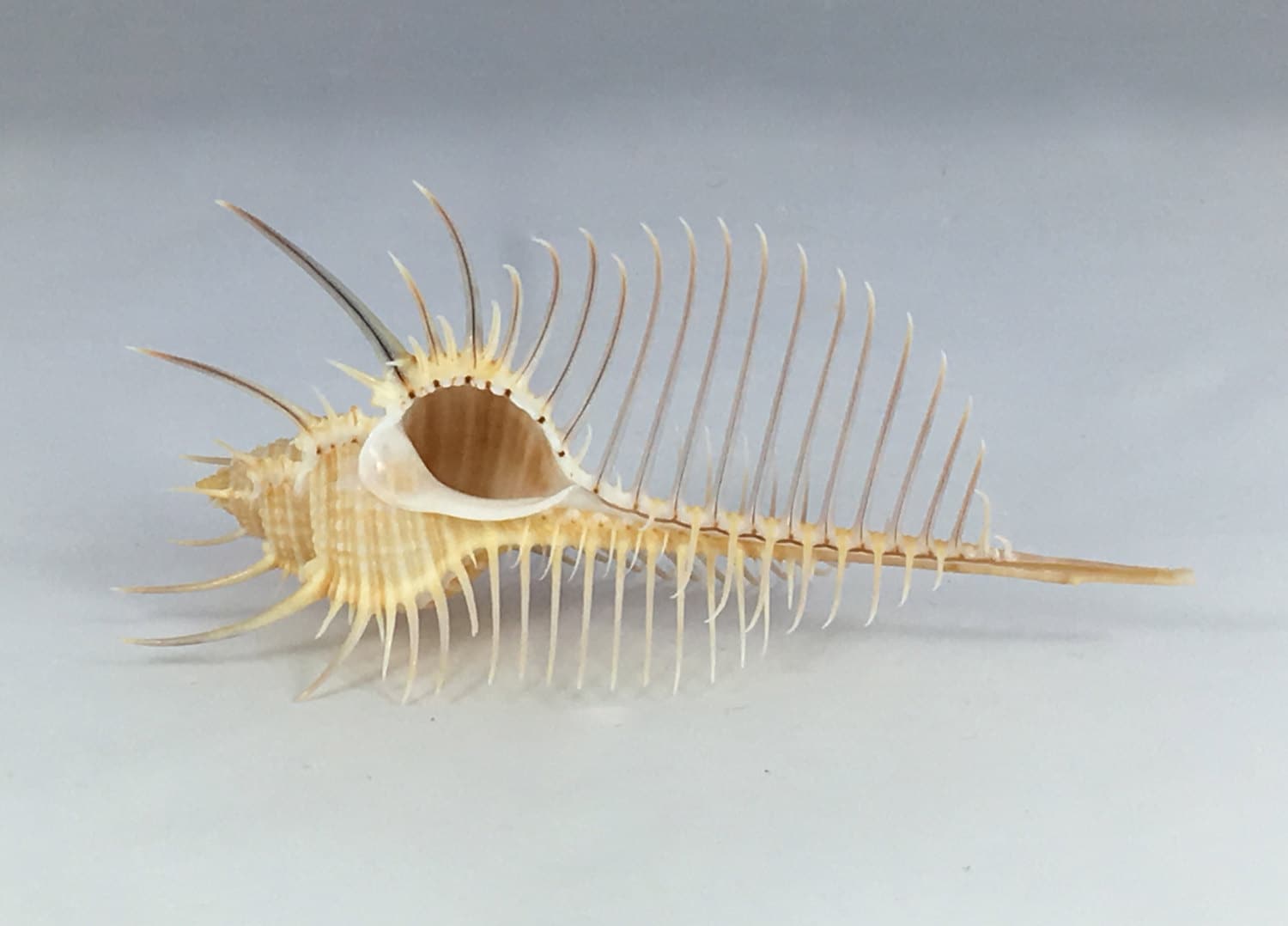 Beautiful Natural VENUS COMB MUREX// Murex Pecten// Long-Spined Murex ...