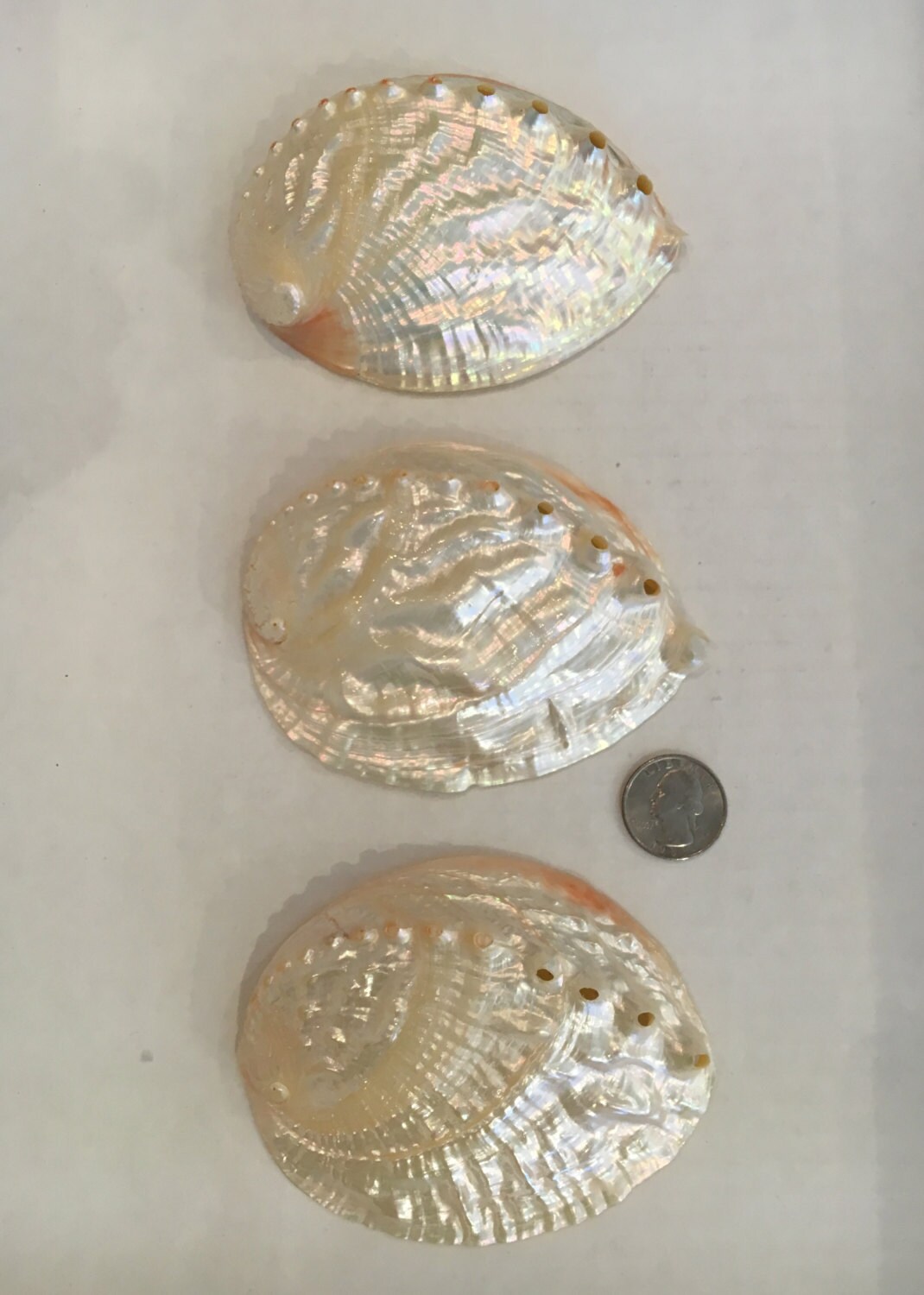Beautiful Natural PEARLIZED ABALONE SHELL// Abalonie Shell// Sea Shells ...