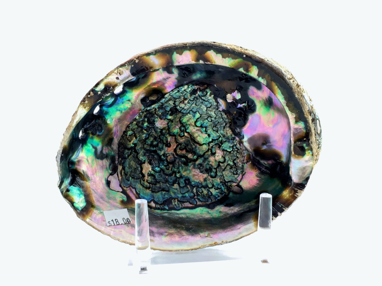 Beautiful Natural XL ABALONE SHELL// Paua Shell// Colorful Sea Shells ...