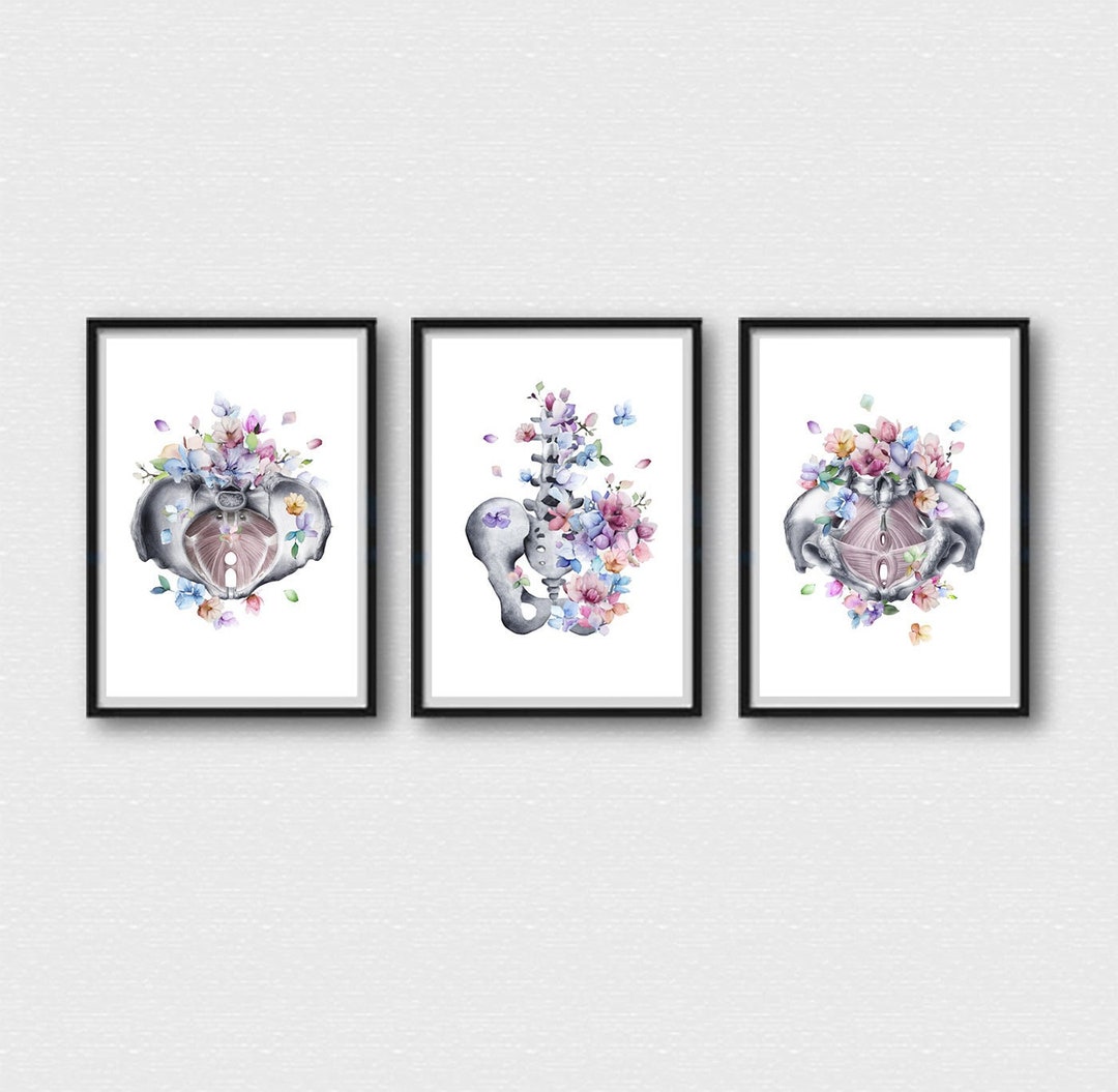 Pelvis Anatomy Print Set, Set of 3 Pelvic Floor Muscles Art Posters ...