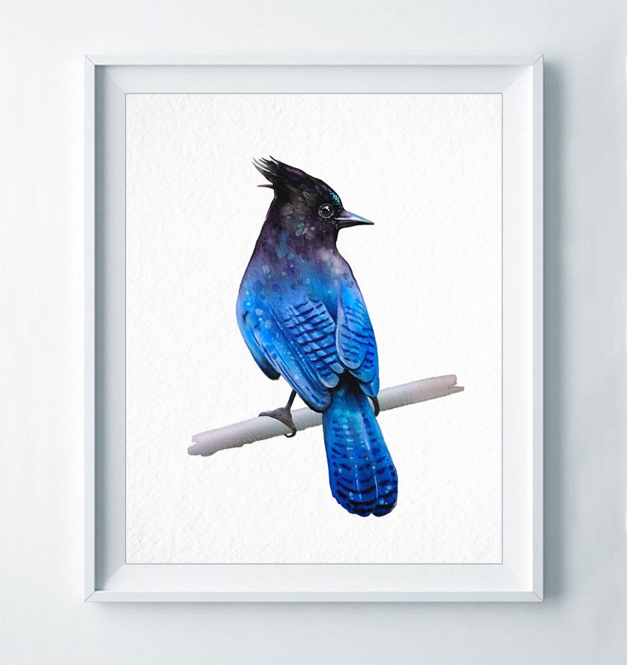 Stellar Jay Art Print, Birds Wall Art, Watercolor Painting Bird Gifts ...