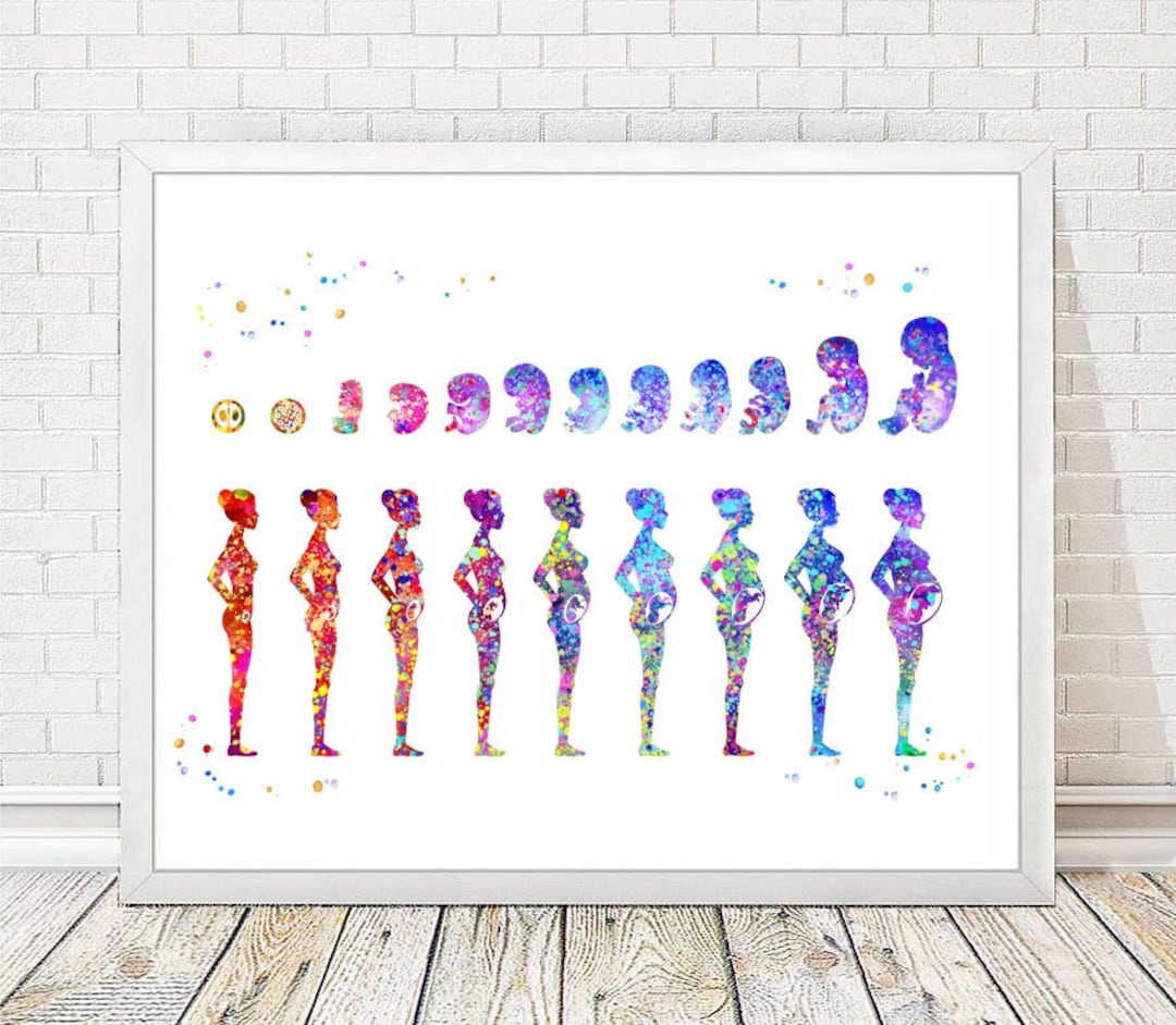 Pregnancy Stages Print Rainbow Medical Art Fetal Development Poster ...