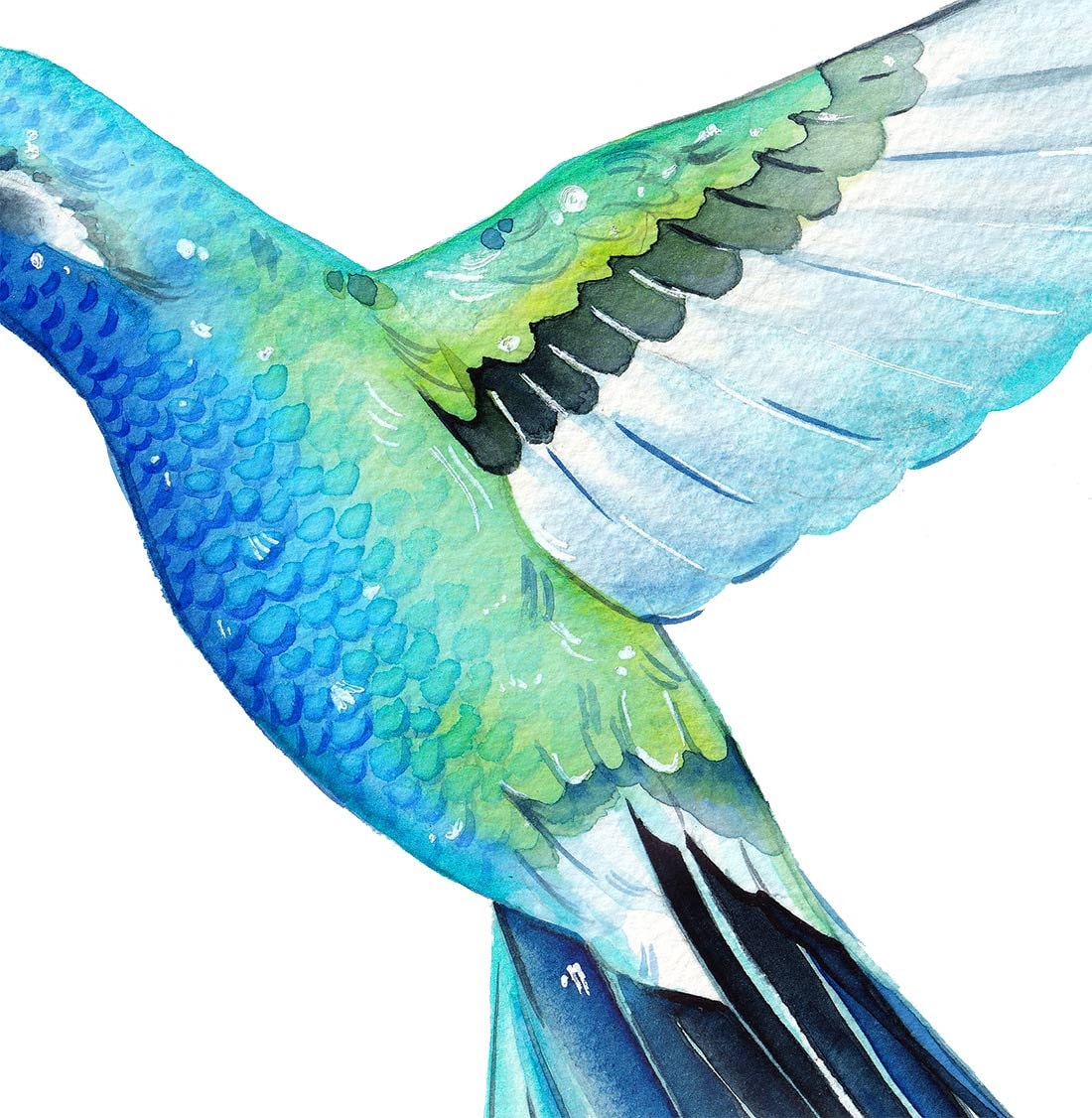 Hummingbird Art Set of 6 Prints Hummingbird Art Poster - Etsy