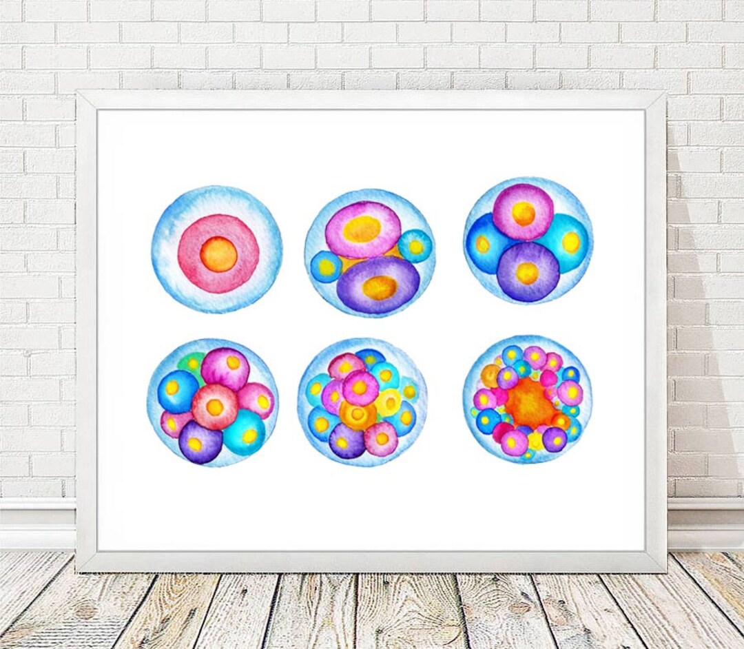 Embryo Anatomy Print, Embryo Medical Art, Human OBGYN Doctor Office Art ...