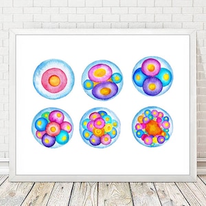 Embryo Anatomy Print, Embryo Medical Art, Human OBGYN Doctor Office Art ...