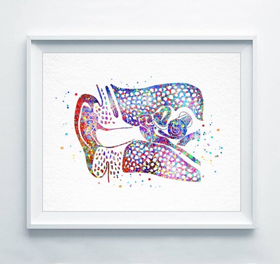 Ear Anatomy Print Audiology Poster Cross Section of Ear | Etsy