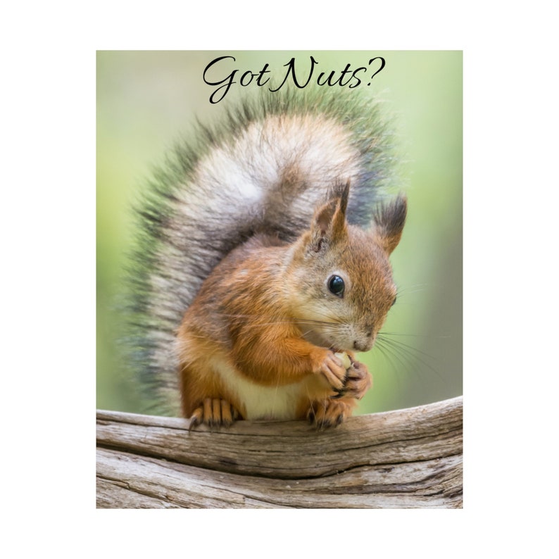 16"x20" Got Nuts? Squirrel Matte Vertical Poster - Etsy