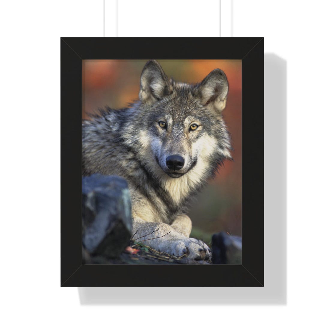 11"x14" Gray Wolf Framed Vertical Poster - Etsy