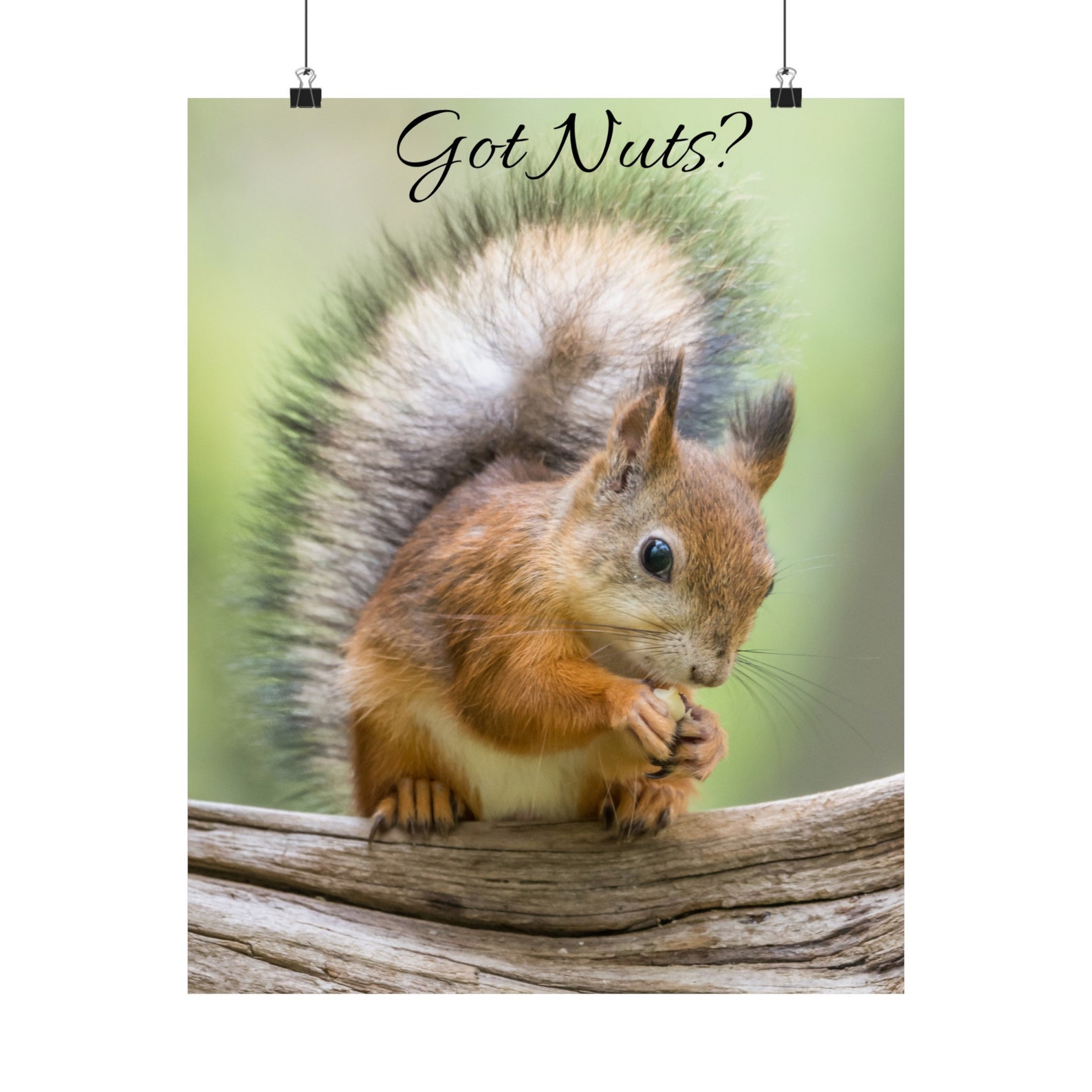 16"x20" Got Nuts? Squirrel Matte Vertical Poster - Etsy