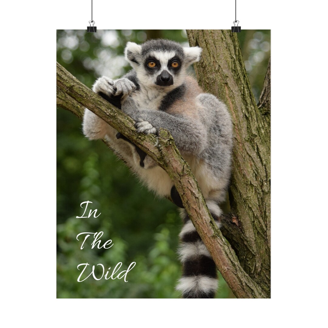 16"x20" in the Wild Lemur Matte Vertical Posters - Etsy