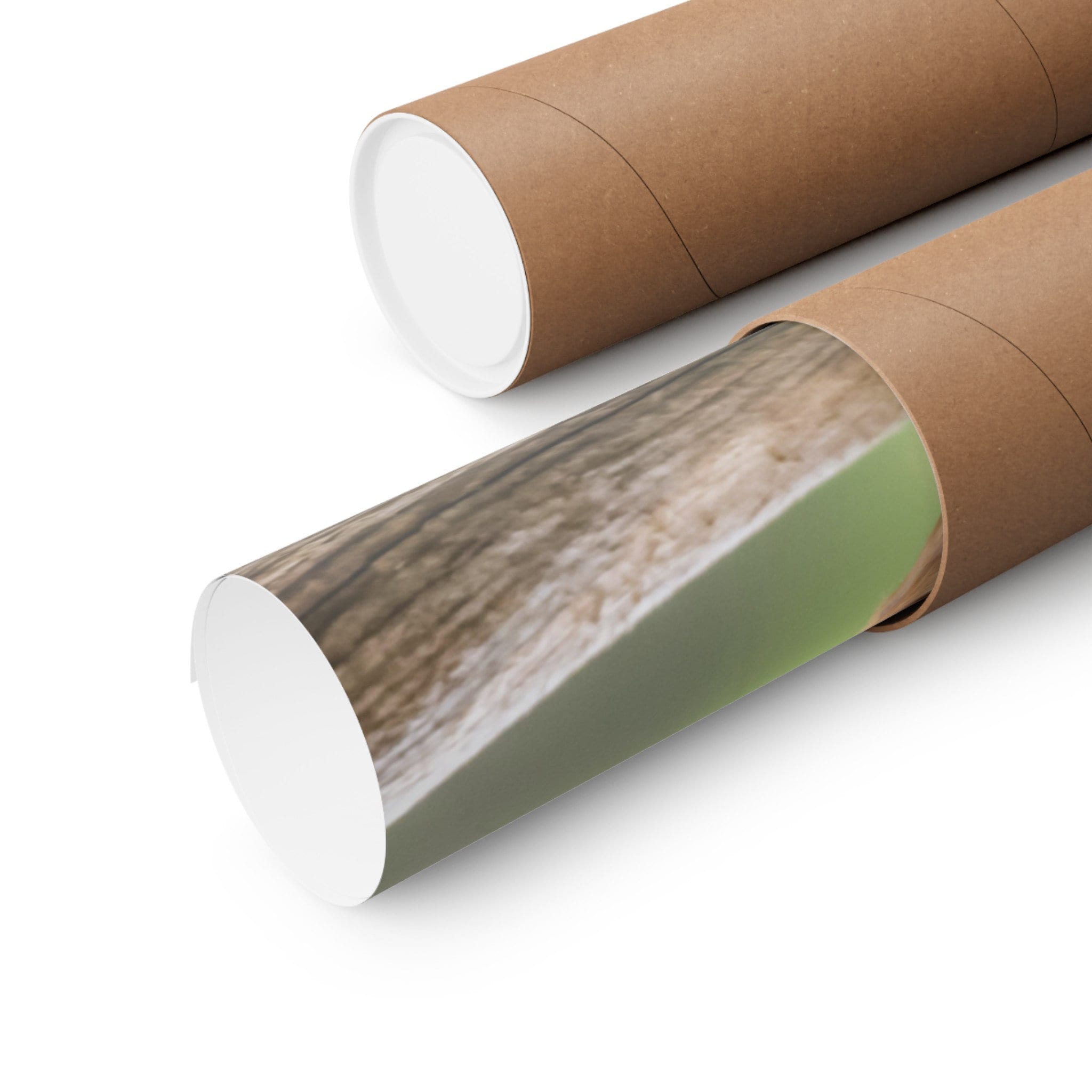 16"x20" Got Nuts? Squirrel Matte Vertical Poster - Etsy