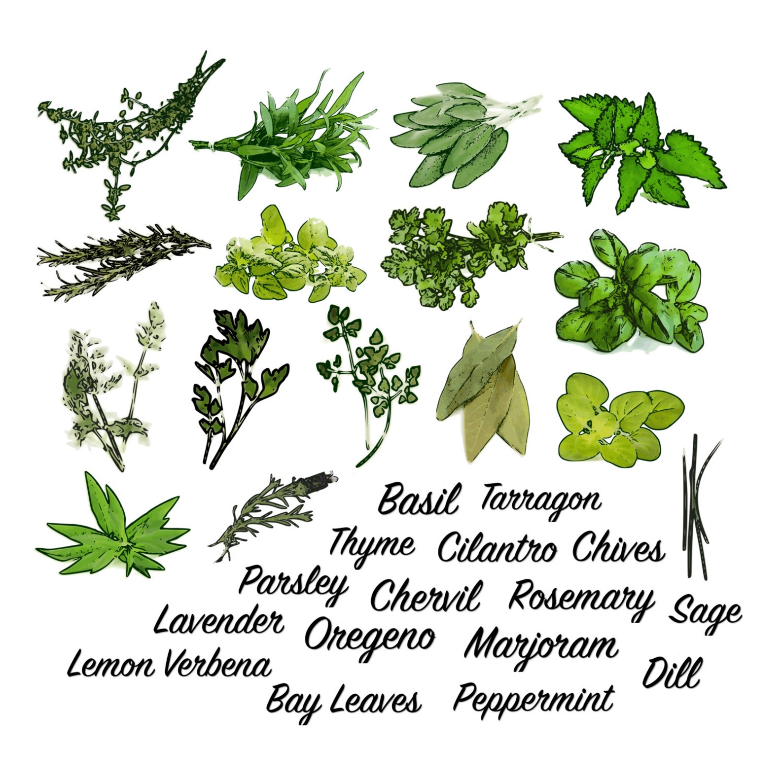 Herb Clip Art Herbs Clip Art Herb Labels Garden Herb - Etsy
