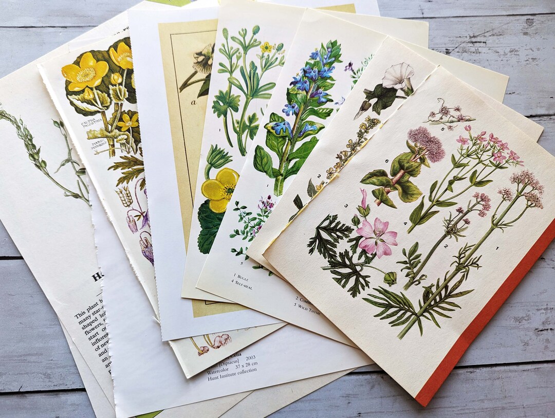 Vintage Botanical Ephemera: Full Color Illustrations for Art Journaling ...