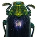 Pack of 5 Jewel Beetles Gelaeus Walkeri 20/30mm, for All Your Taxidermy ...
