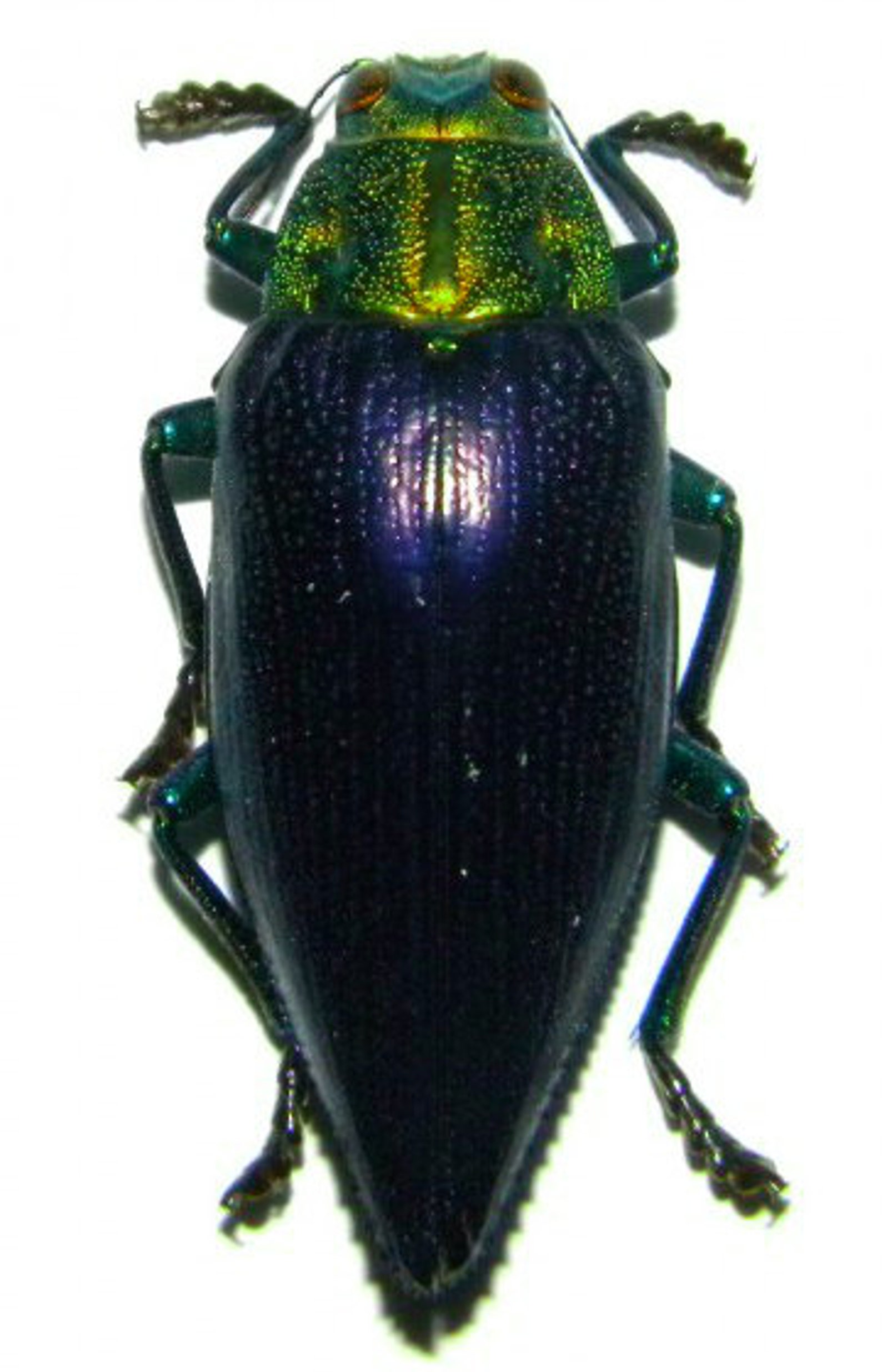 Pack of 5 Jewel Beetles Gelaeus Walkeri 20/30mm, for All Your Taxidermy ...