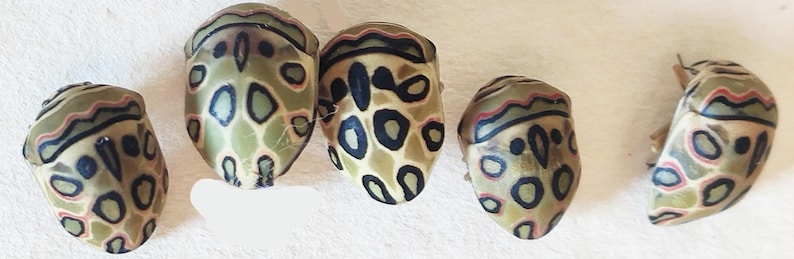 Pack of 5 Awesome Picasso Bugs Sphaerocoris Annulus 3, Hemiptera From ...
