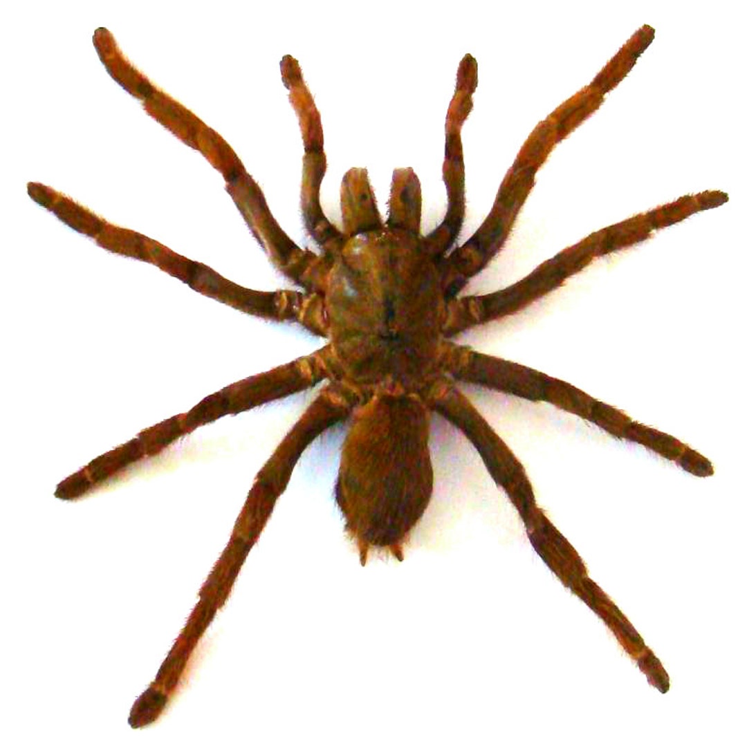 One Impressive Bird Eating Spider Selenocosmia Javanensis , Tarantula ...