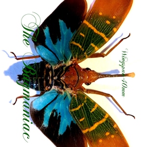 One Uncommon and Fantastic Lantern Bug Insects Saiva Transversolineata ...