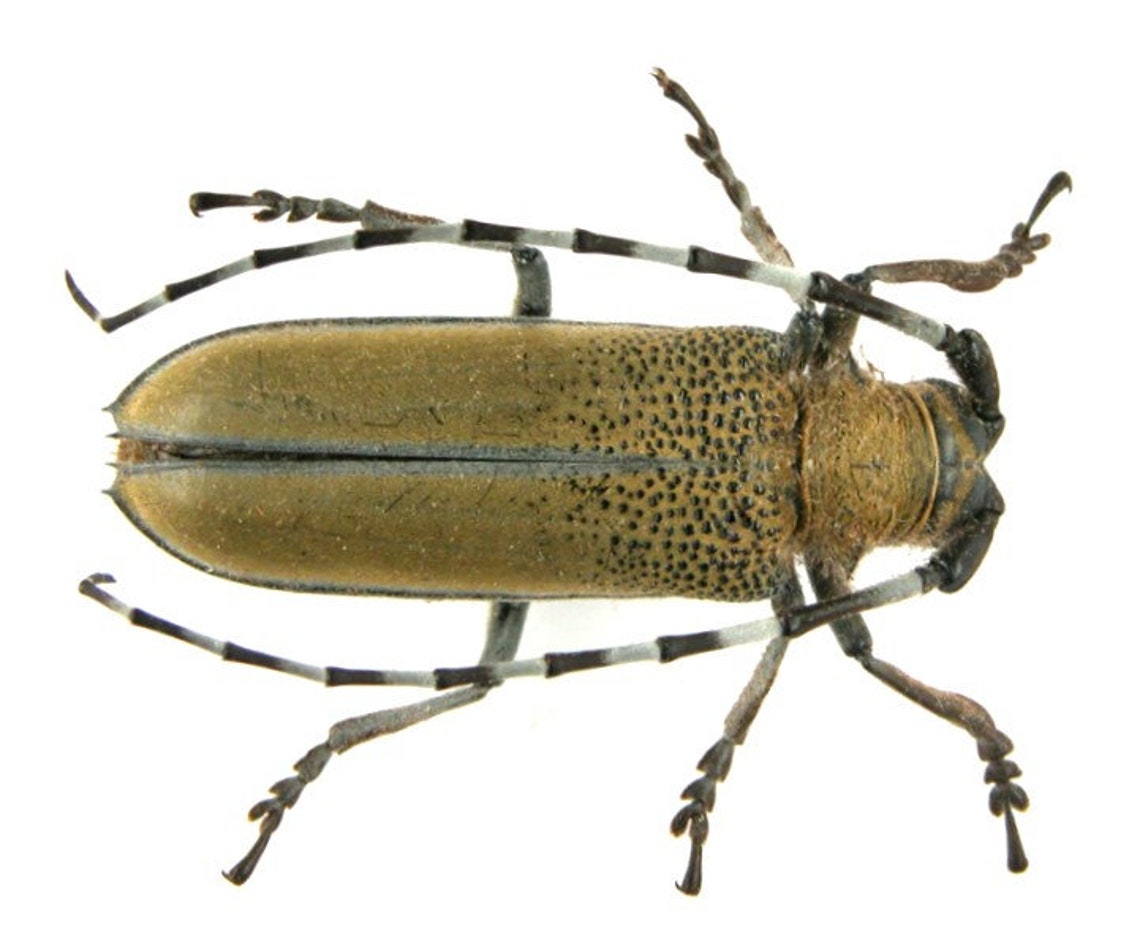 Set of 2 Large Longhorn Beetles Apriona Rugicollis From Vietnam , for ...
