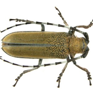 Set of 2 Large Longhorn Beetles Apriona Rugicollis From Vietnam , for ...