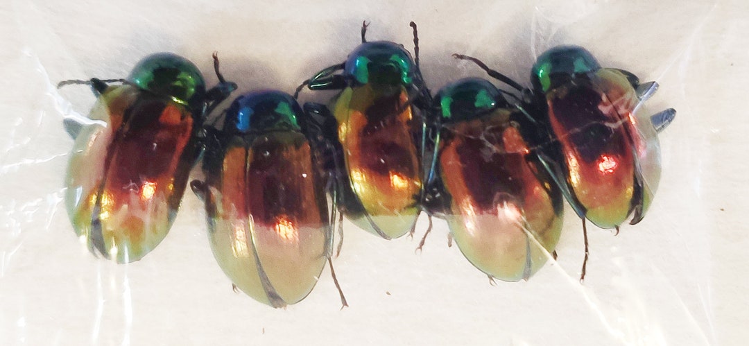 Pack of 5 Blue and Red Shiny Chrysomelidae Beetlefrom Vietnam, A ...