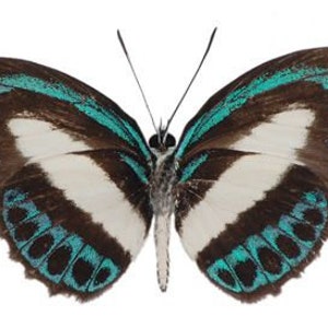 Pack of 4 Beautiful Butterflies Danis Danis Philostratus, Lycaenidae ...