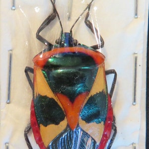 Pack of 3 Man-faced Stink Bug Catacanthus Punctus, Hemiptera From ...