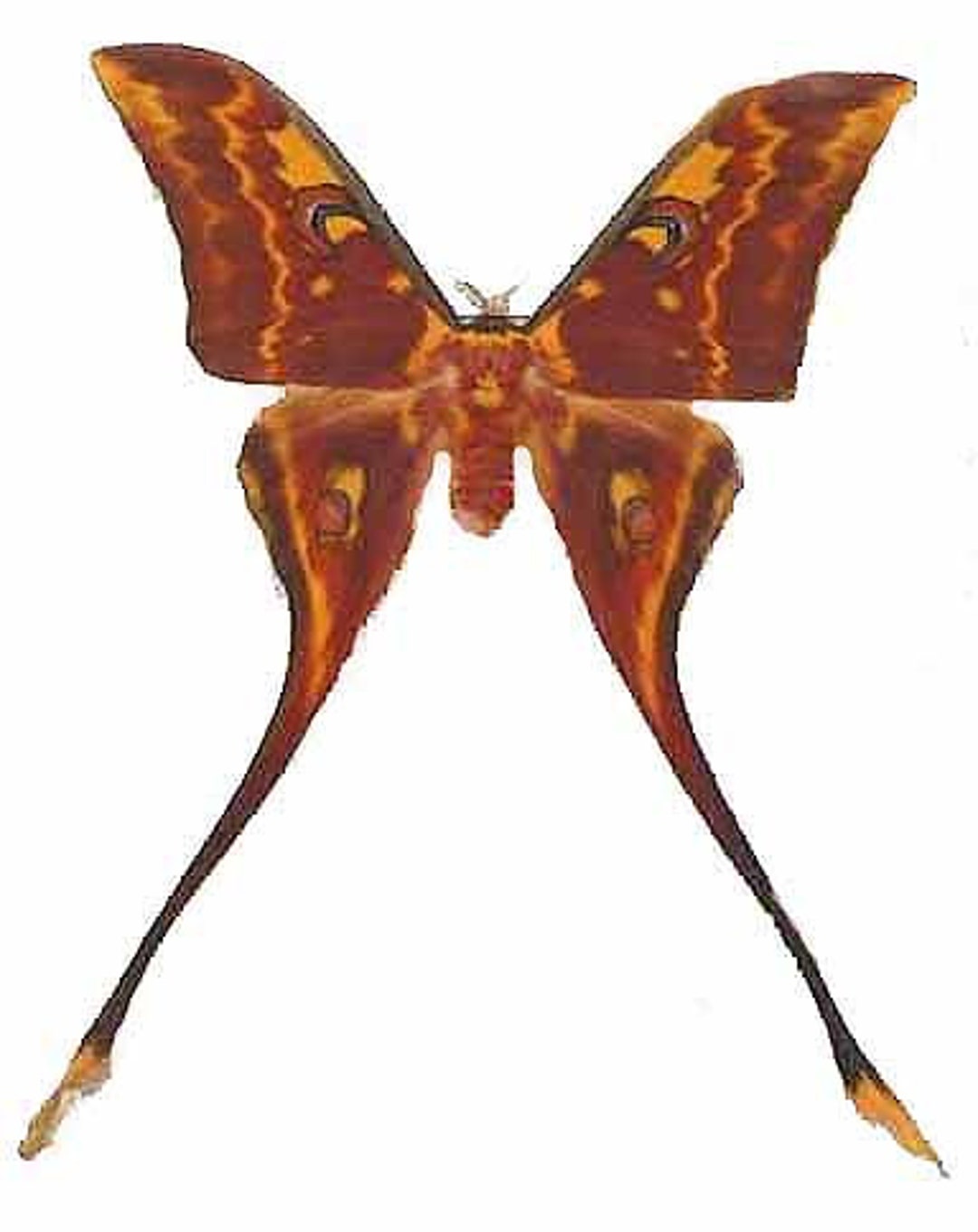 Collectorsitem : One the Awesome Moonmoth Actias Isis Male From ...
